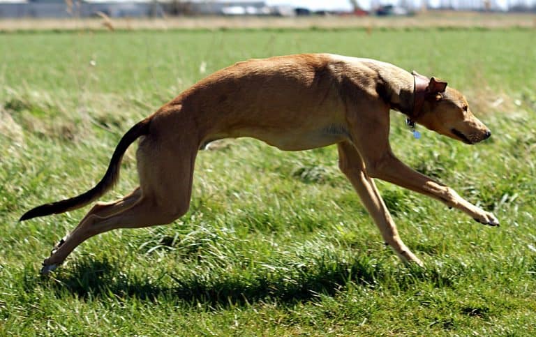 Lurcher - Breed Guide (Personality, Health, Grooming etc.) - Dog Desires