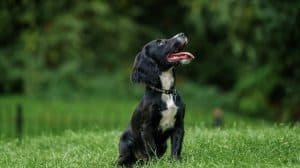 Springador - Breed Guide (Personality, Health, Grooming etc.)