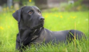 Springador - Breed Guide (Personality, Health, Grooming etc.)