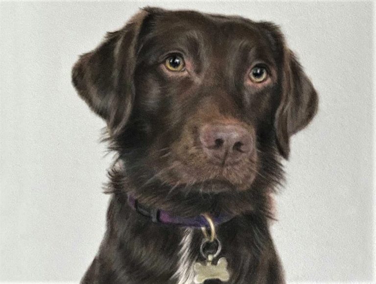 Springador - Breed Guide (Personality, Health, Grooming etc.)