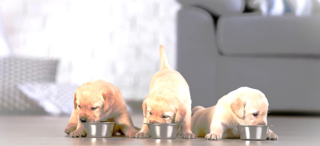 How to Stud Your Dog for the First Time in the UK – Beginners Guide